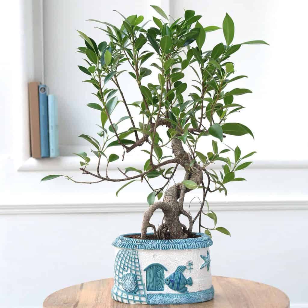 Bonsai Tree Guide To Grow Top 12 Plant Species Buying Options